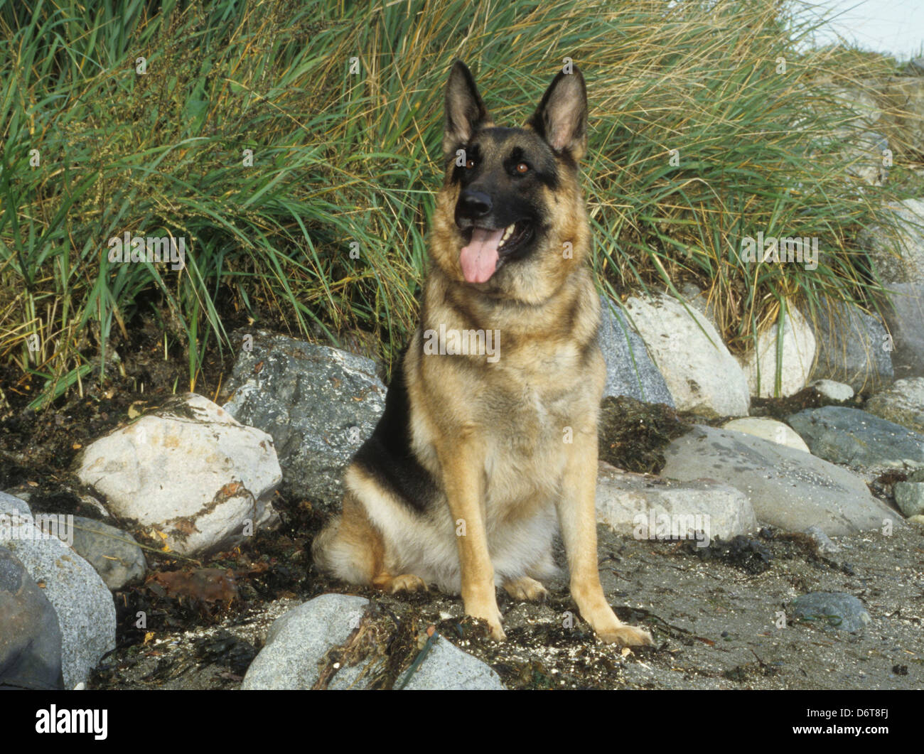 Portrait of German shepherd Stock Photo - Alamy