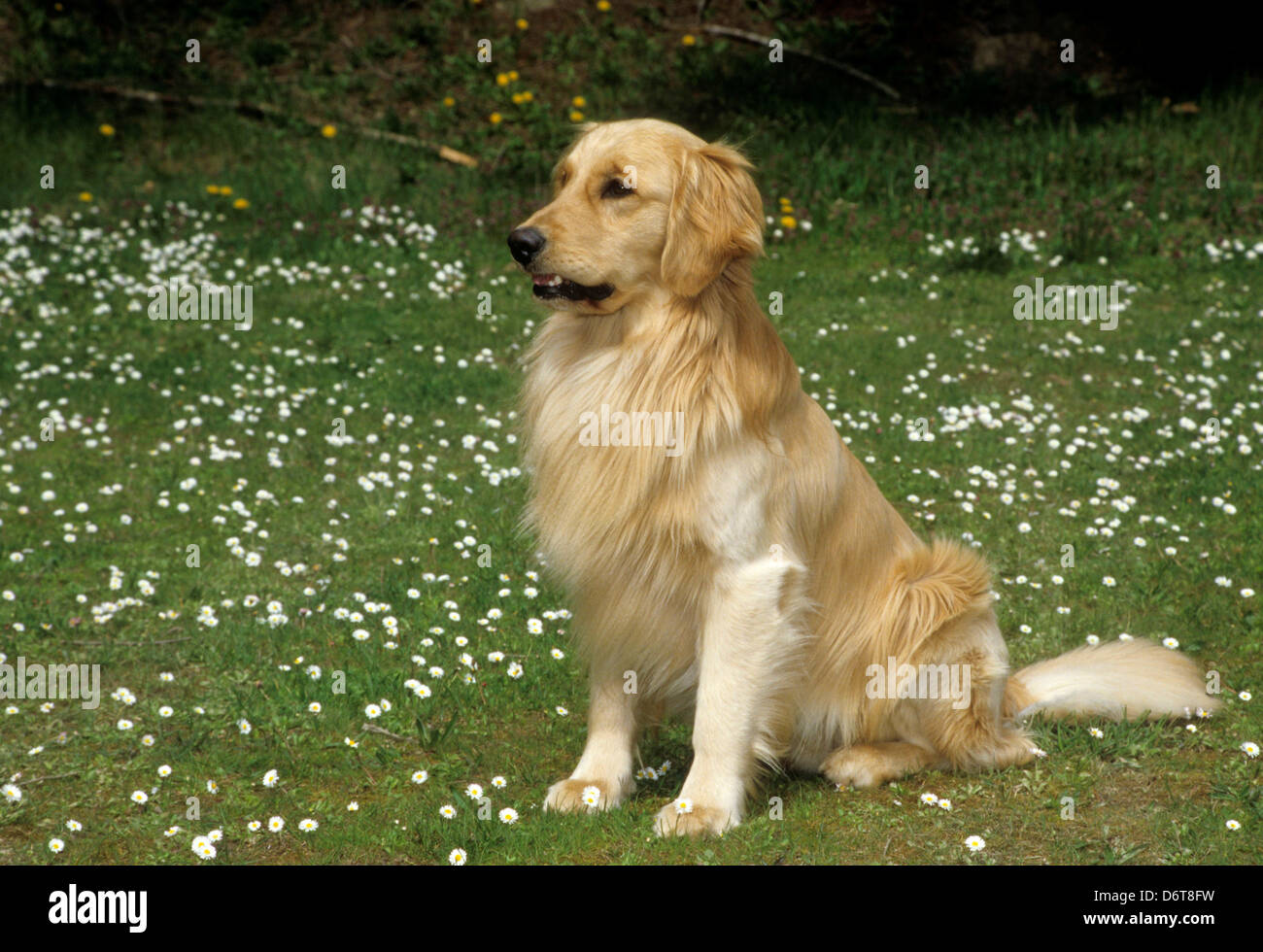 Full length portrait golden hi-res stock photography and images - Alamy