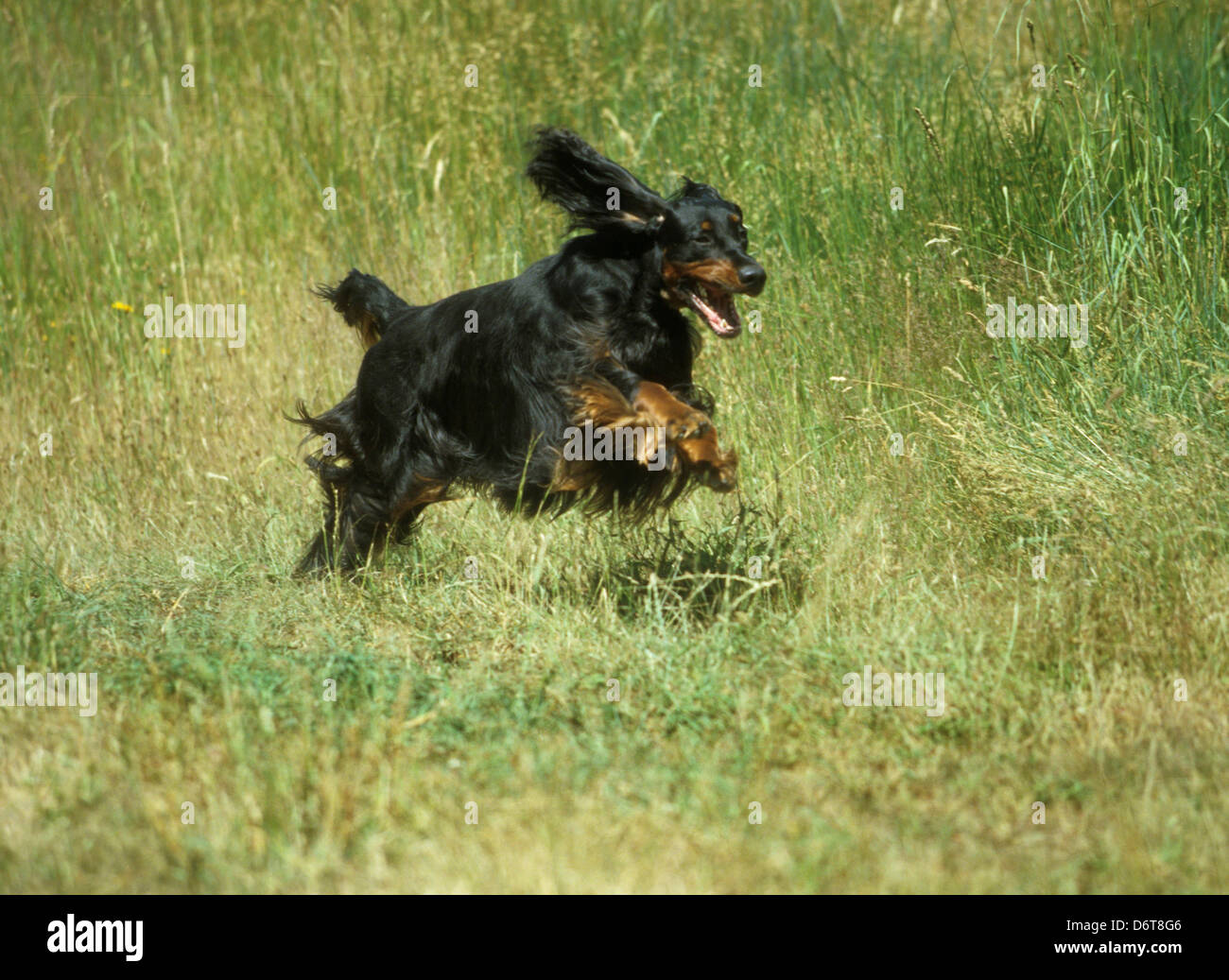 Portrait of Gordon setter Stock Photo - Alamy