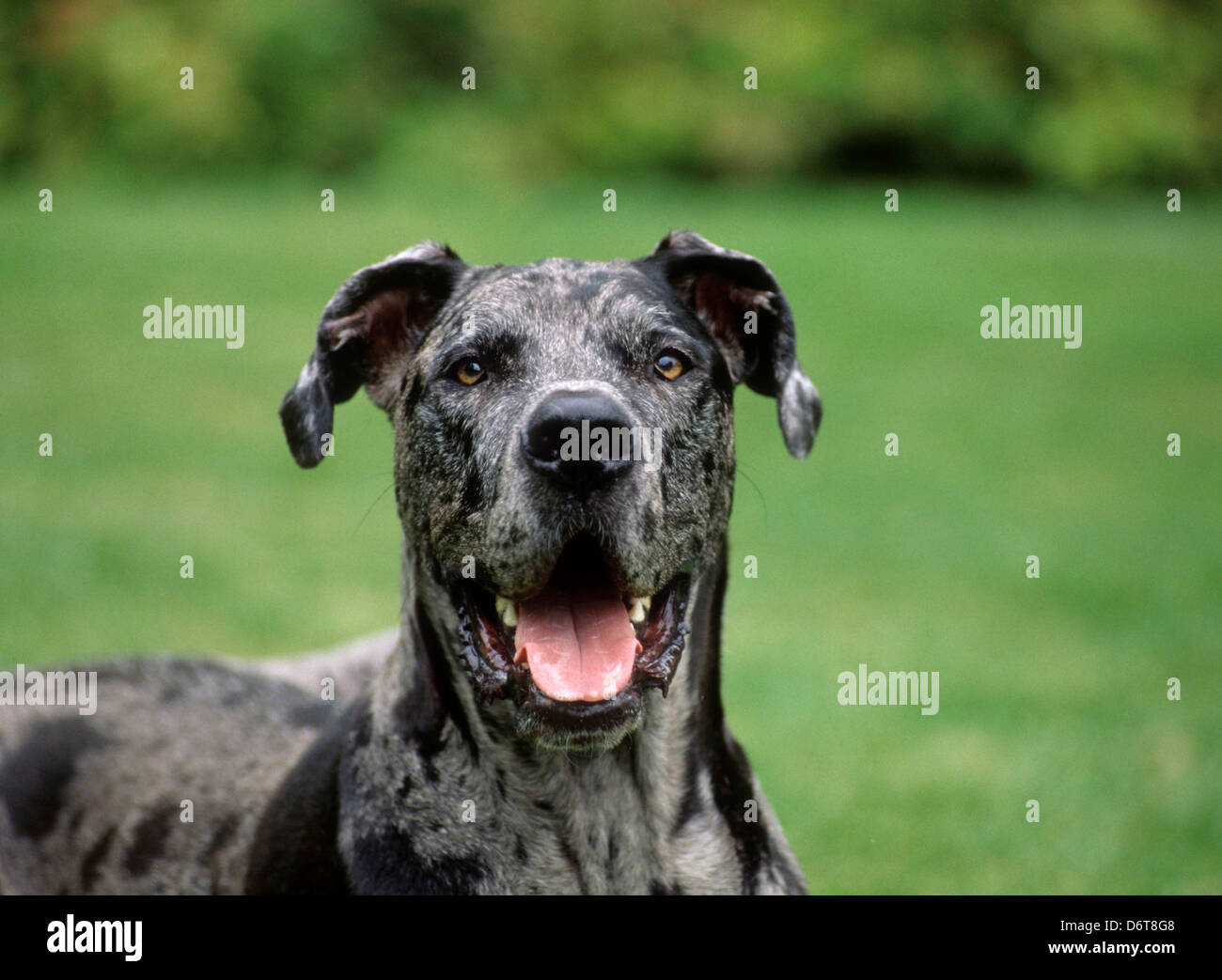 Great dane portrait hi-res stock photography and images - Alamy