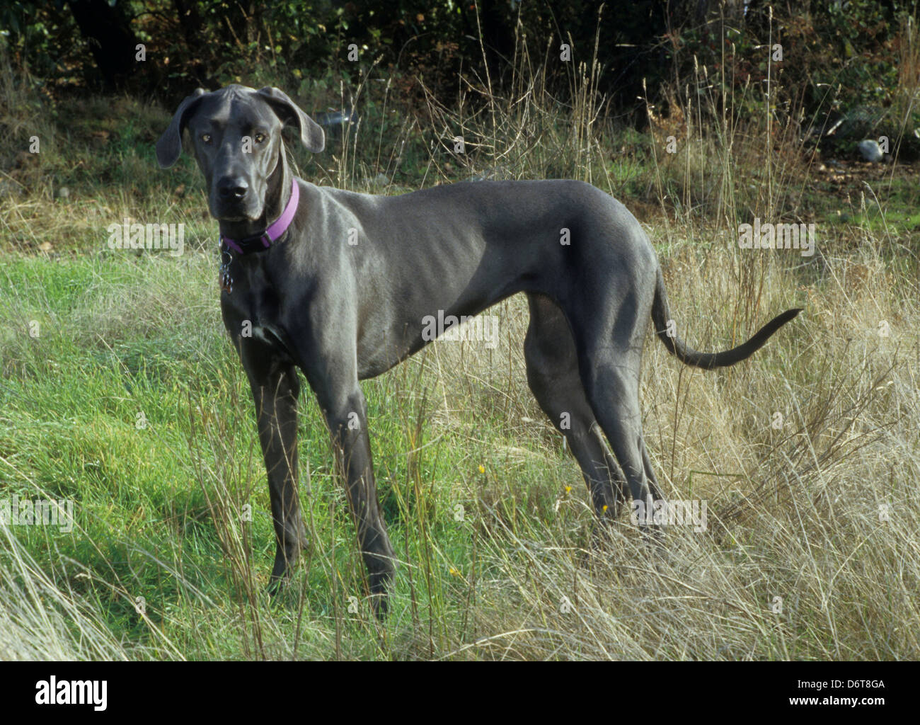Portrait of Great dane Stock Photo - Alamy