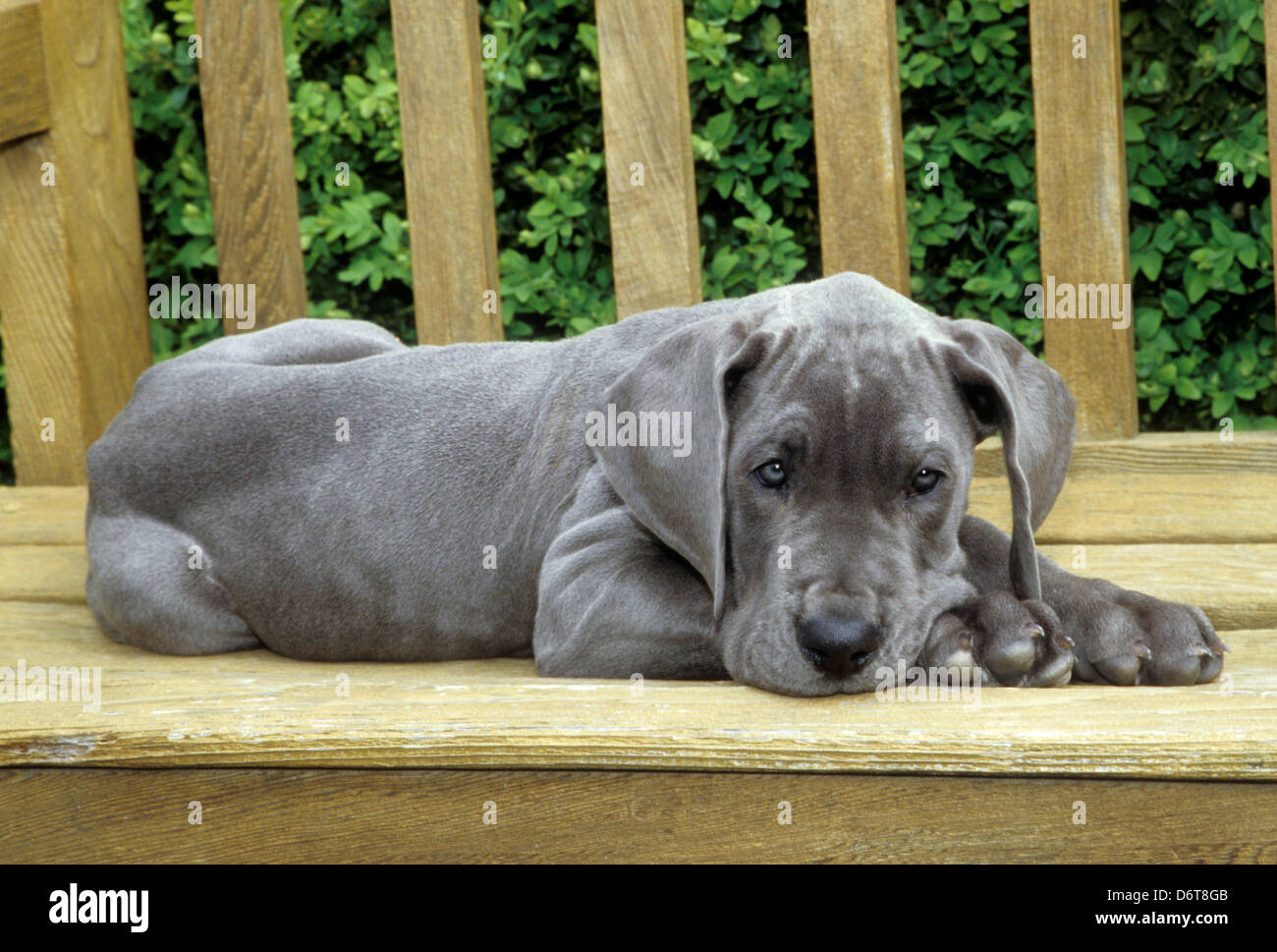 Portrait of Great dane Stock Photo - Alamy