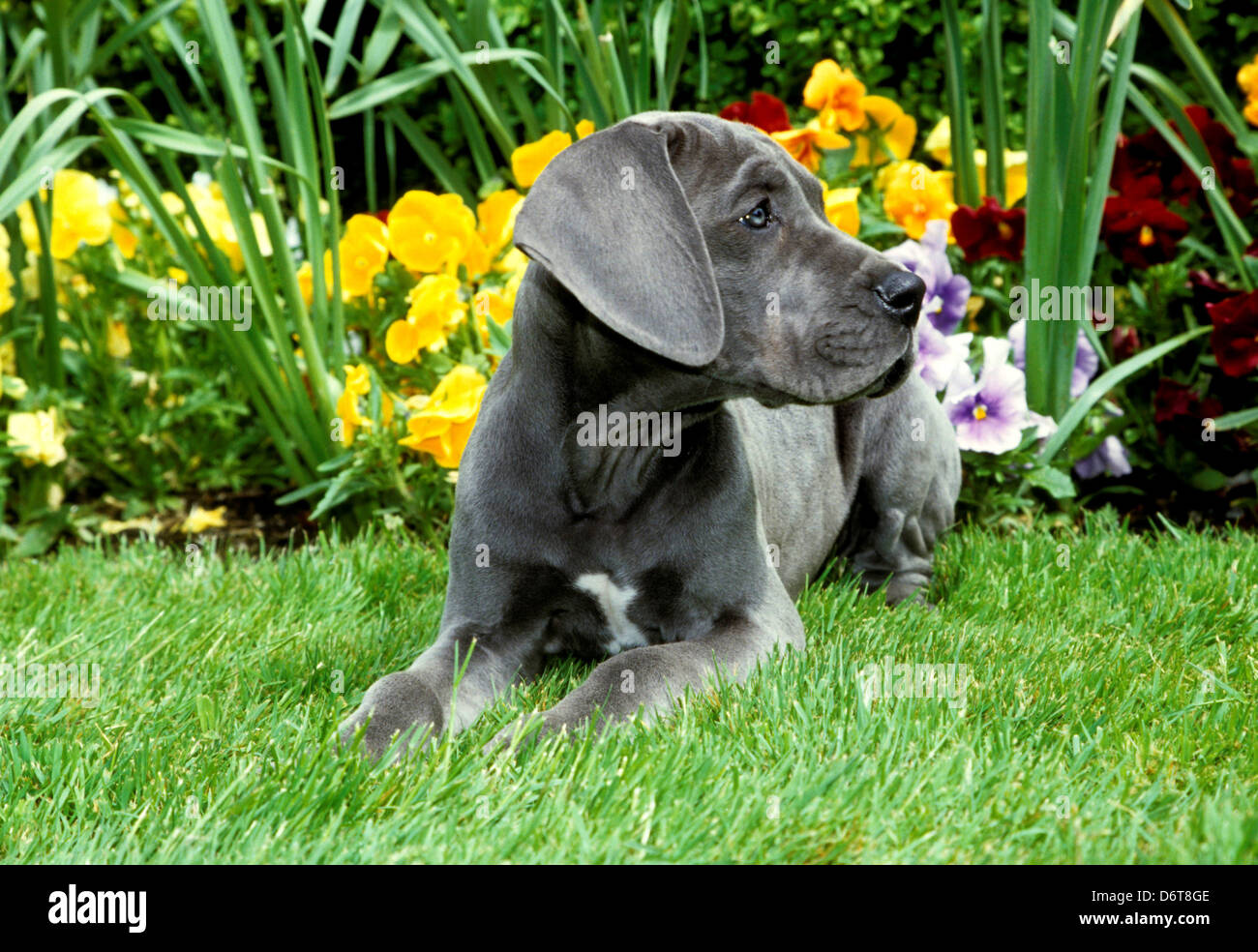 Portrait of Great dane Stock Photo - Alamy