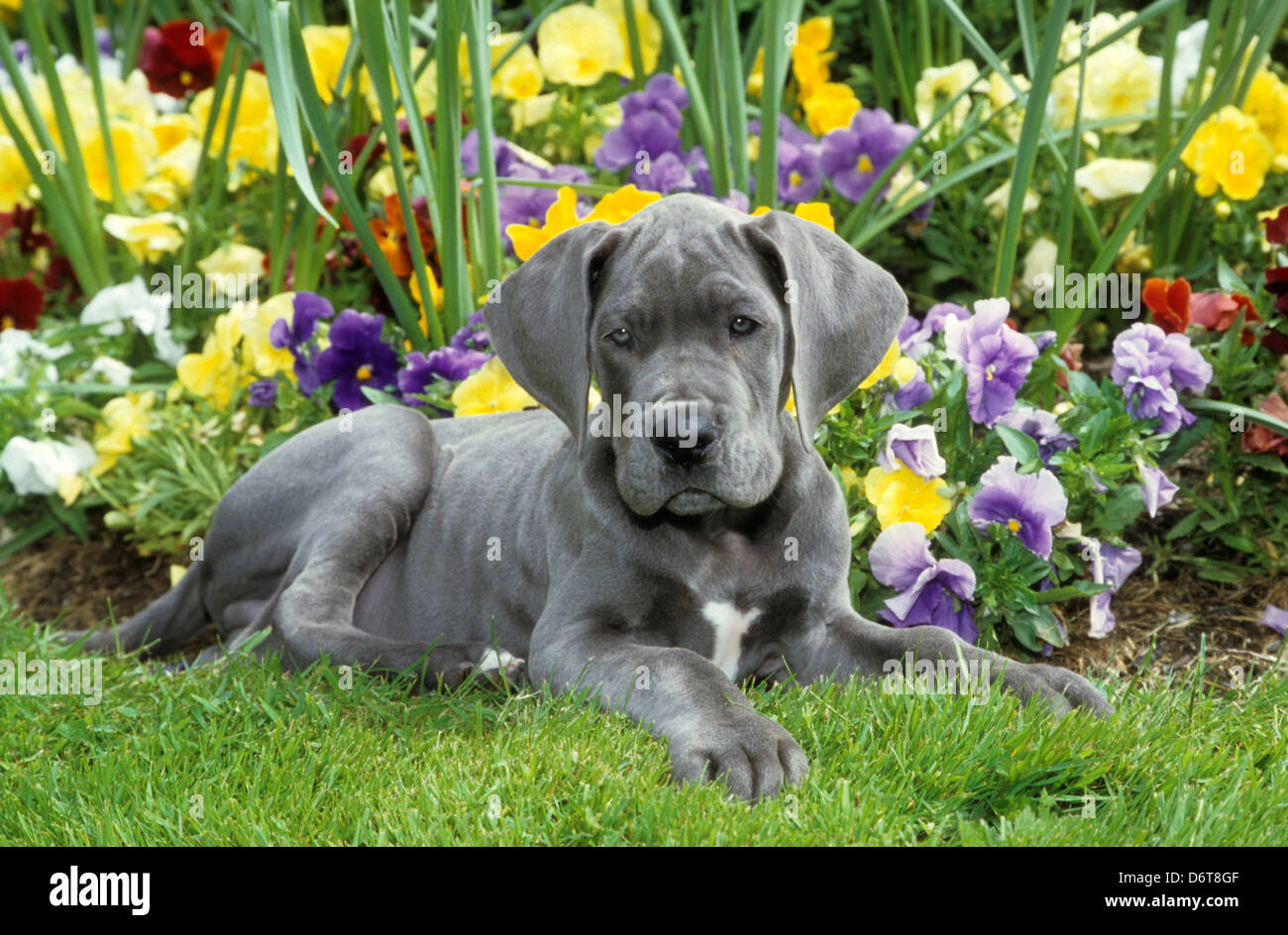 Portrait of Great dane Stock Photo - Alamy