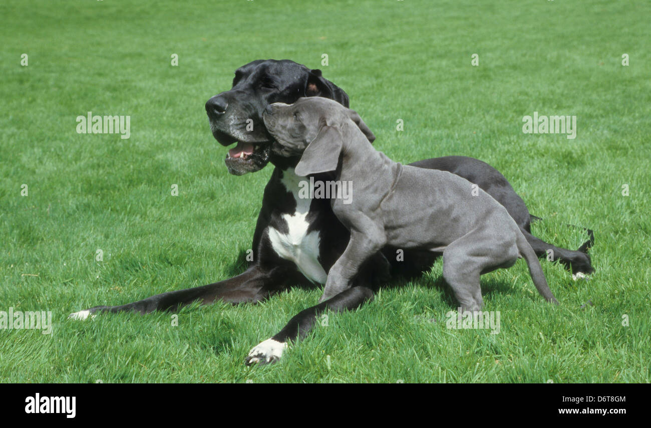 Portrait of Great dane Stock Photo - Alamy