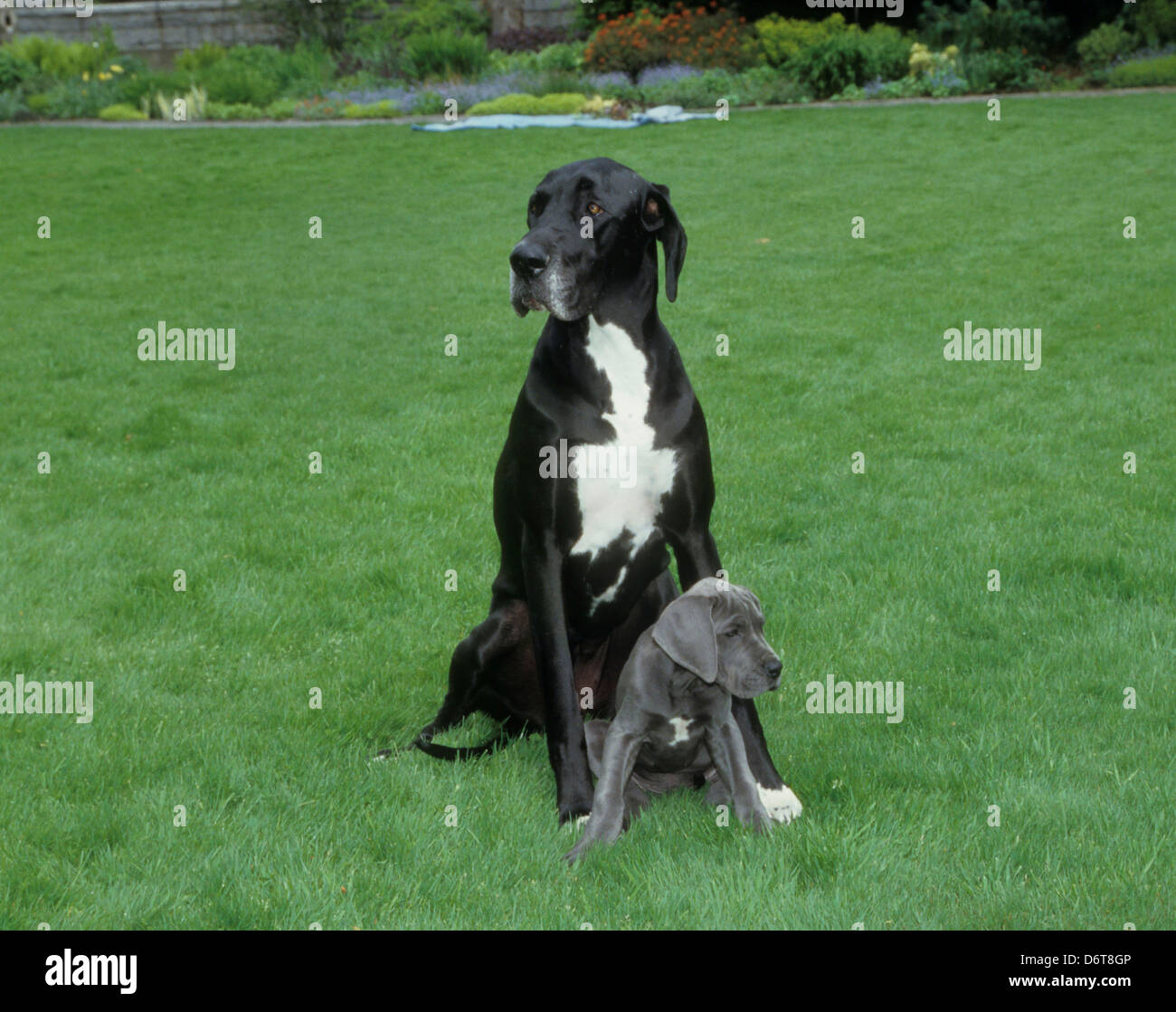 Portrait of Great dane Stock Photo - Alamy