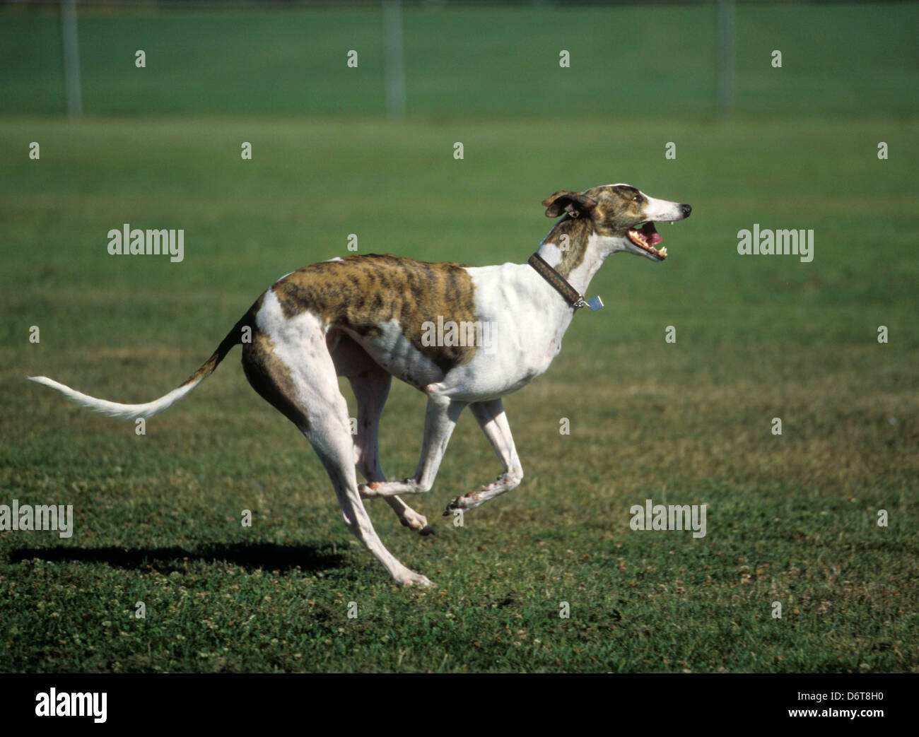 Portrait of Greyhound Stock Photo - Alamy