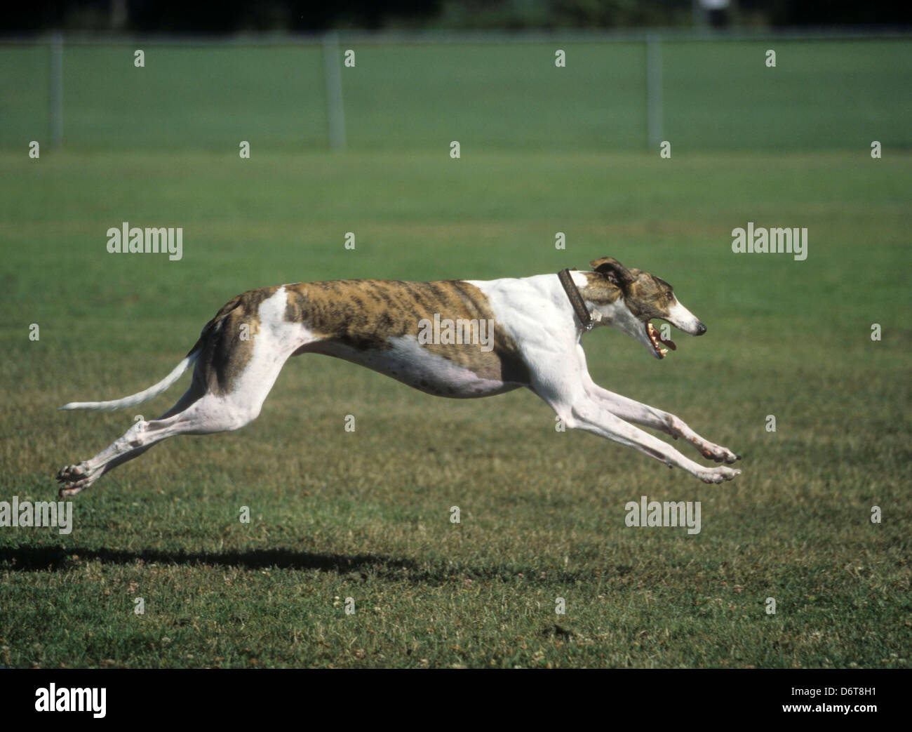 Greyhound run not race hi-res stock photography and images - Alamy