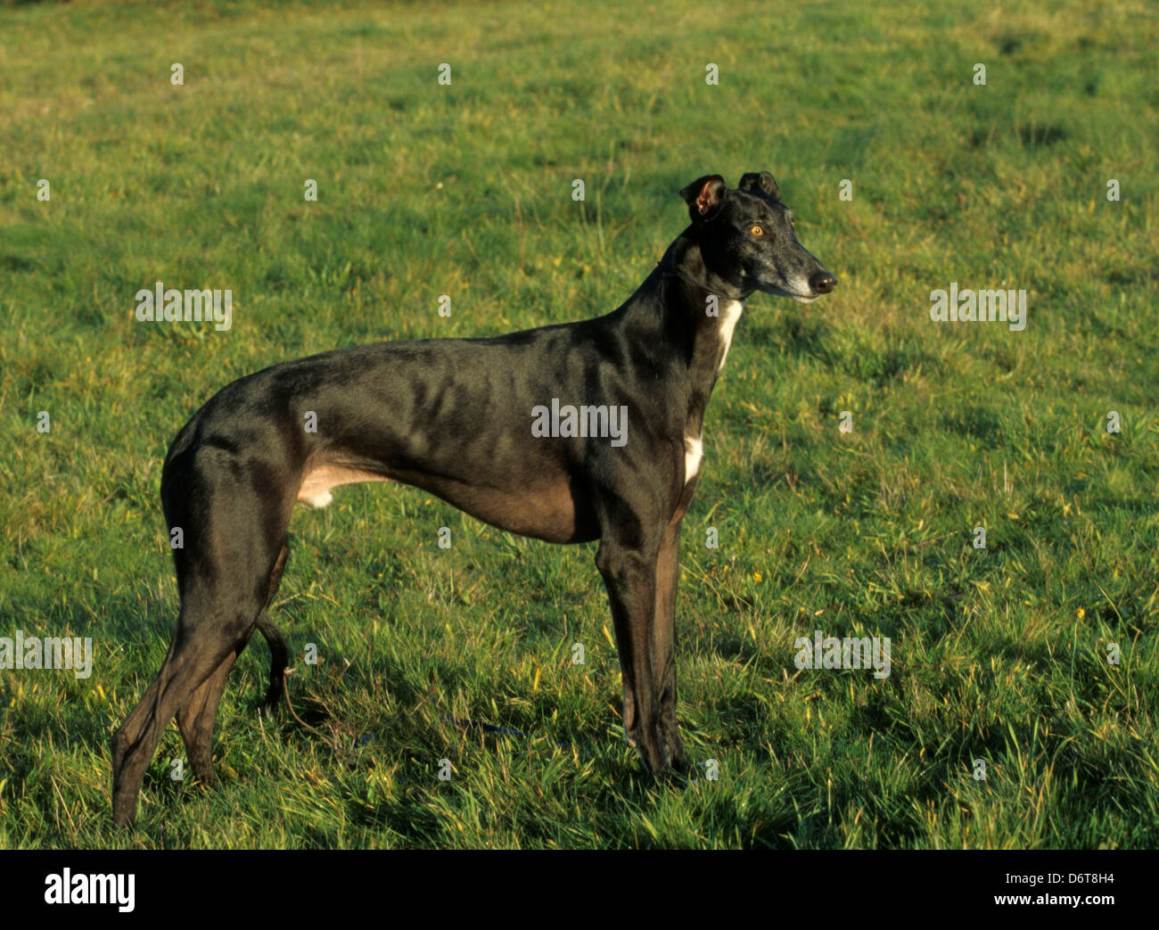 Portrait of Greyhound Stock Photo - Alamy