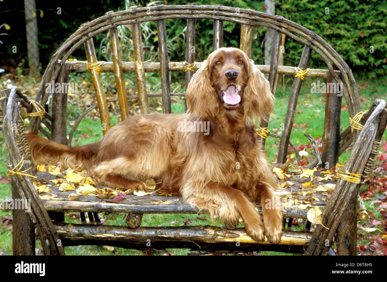Portrait of Irish setter Stock Photo - Alamy