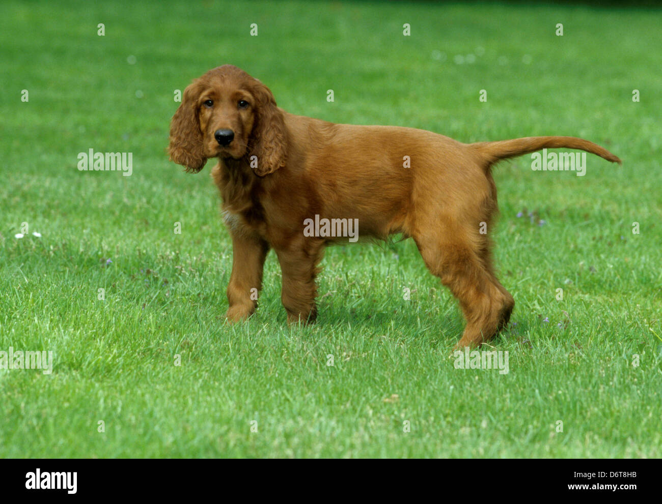 Portrait of Irish setter Stock Photo - Alamy