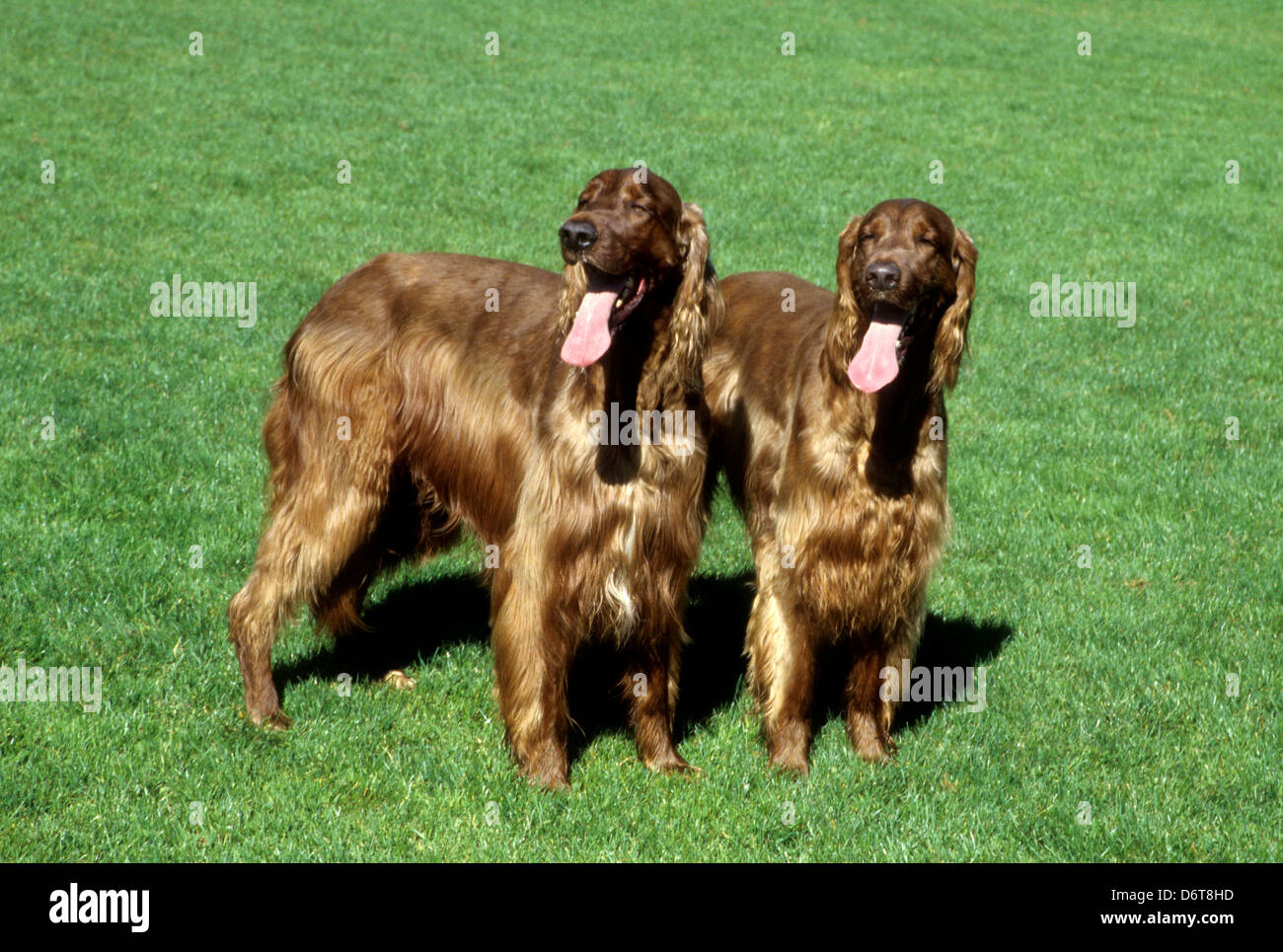 Portrait of Irish setter Stock Photo - Alamy