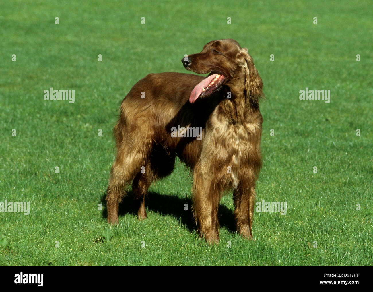Portrait of Irish setter Stock Photo - Alamy