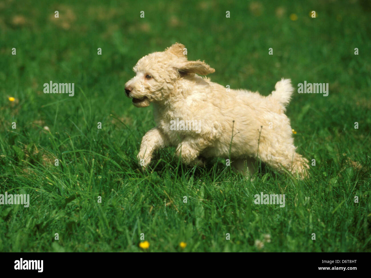 Labradoodle beige hi-res stock photography and images - Alamy