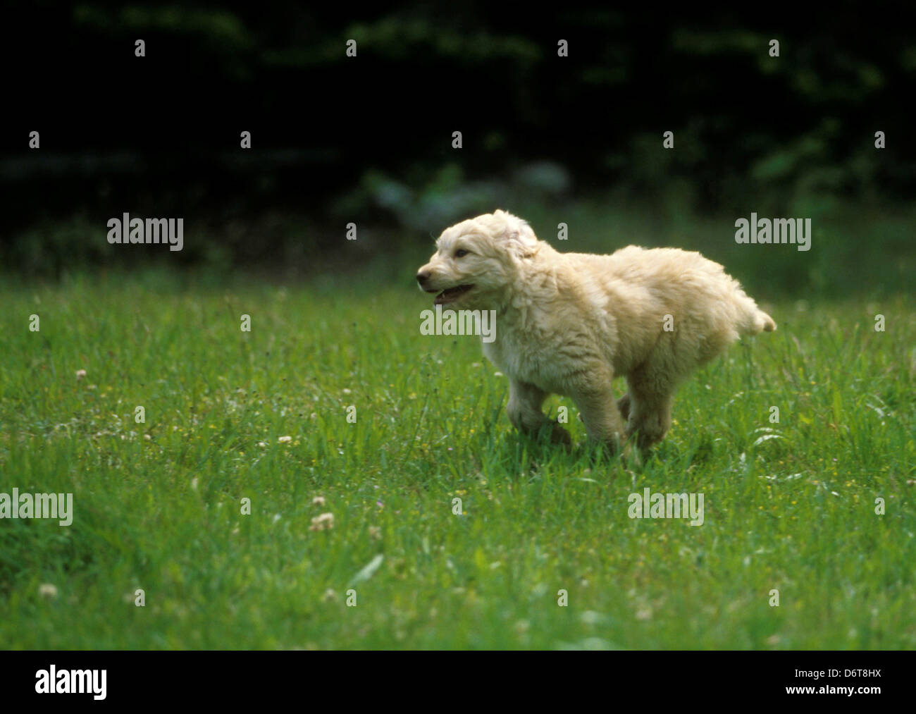 Beige labradoodle hi-res stock photography and images - Alamy