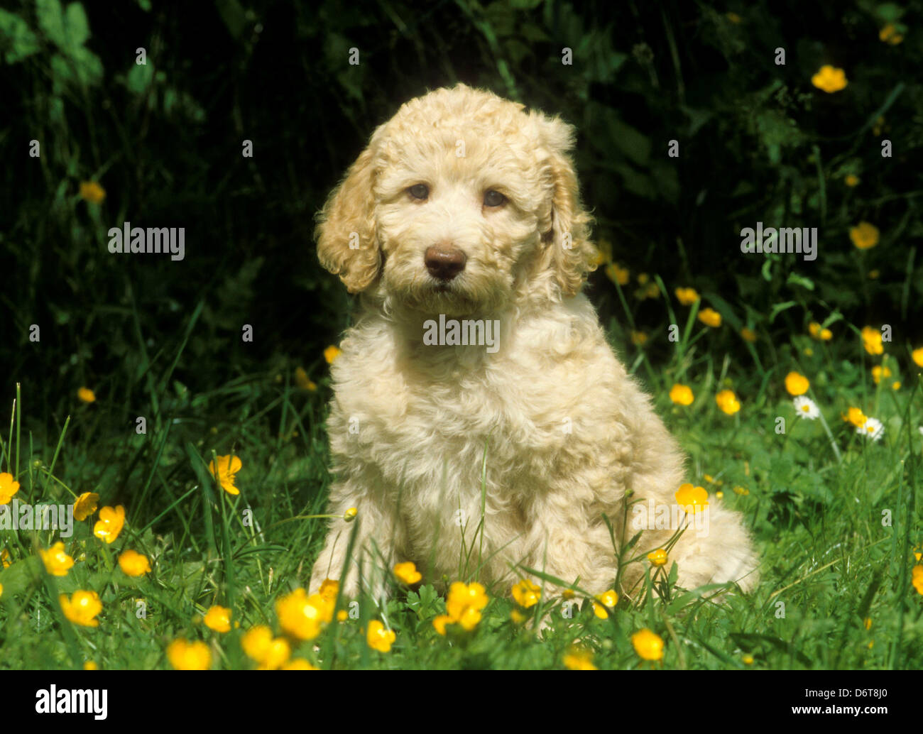 Portrait of Labradoodle Stock Photo - Alamy