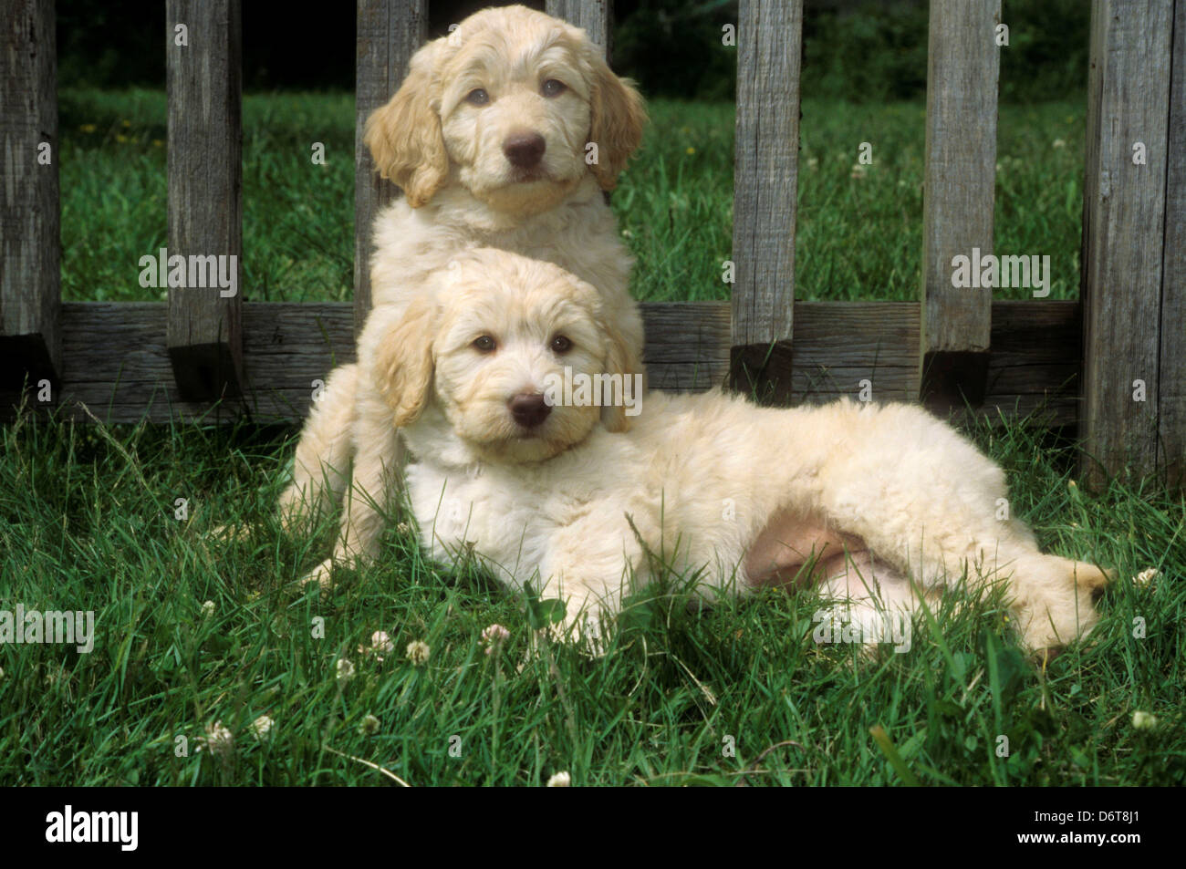 Beige labradoodle dog hi-res stock photography and images - Alamy
