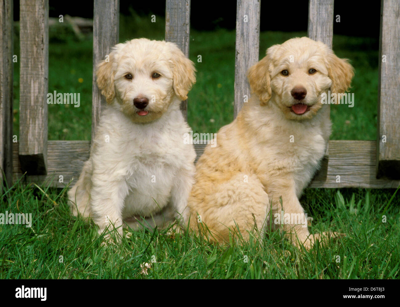 Beige labradoodle dog hi-res stock photography and images - Alamy