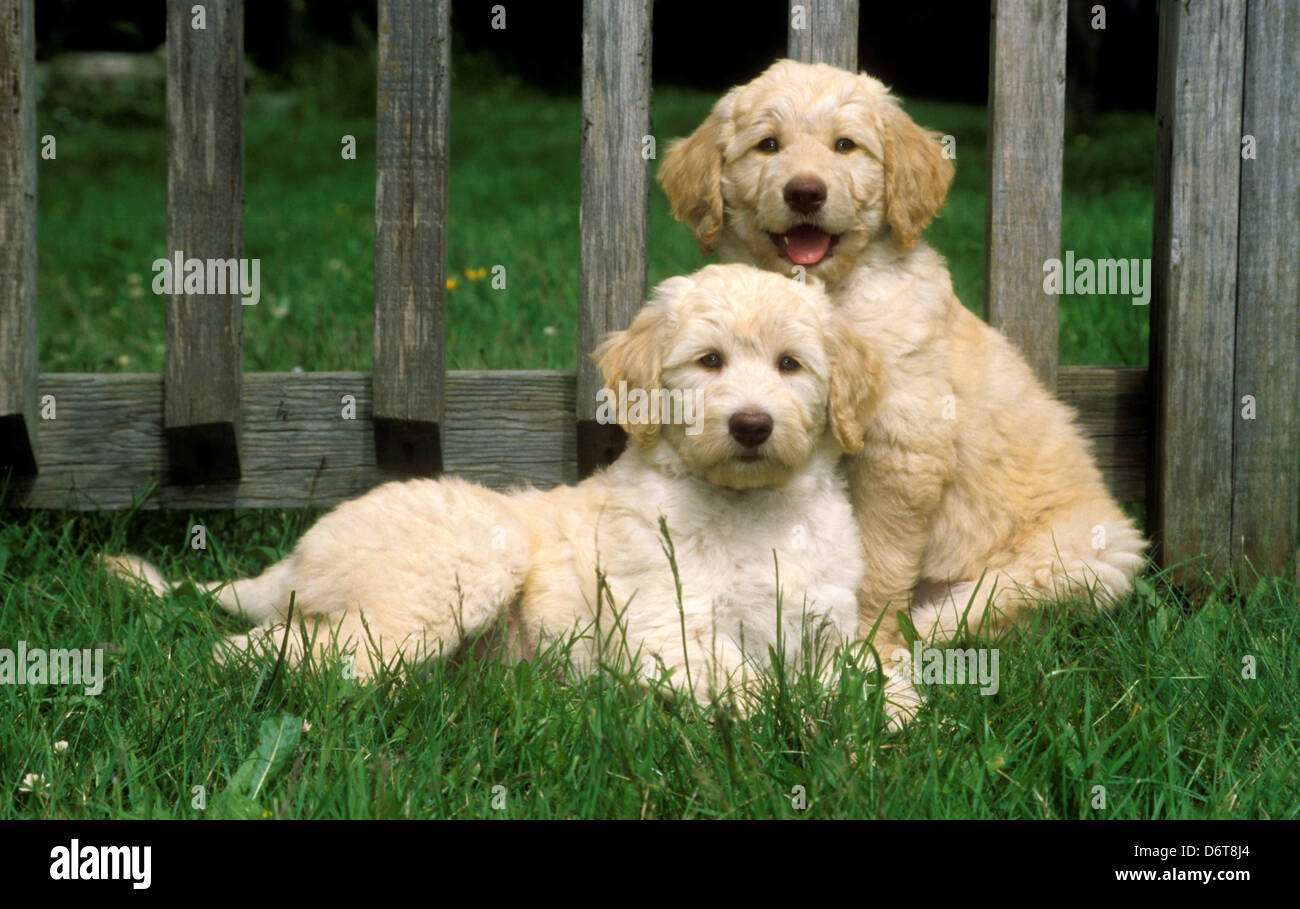 Beige labradoodle dog hi-res stock photography and images - Alamy