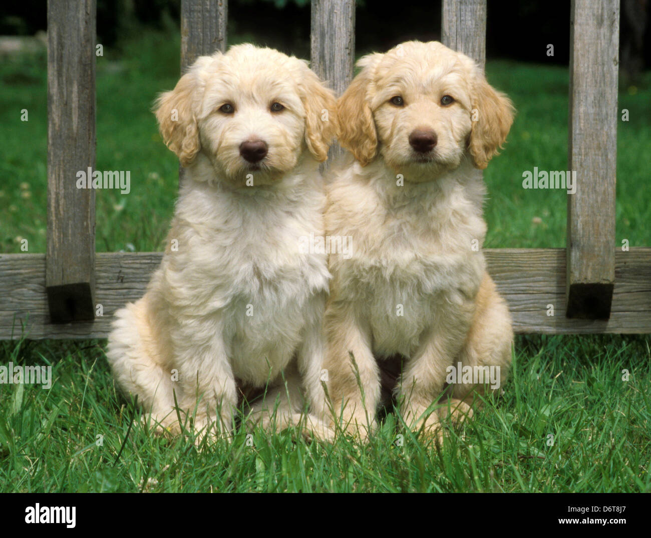 Portrait of Labradoodle Stock Photo - Alamy