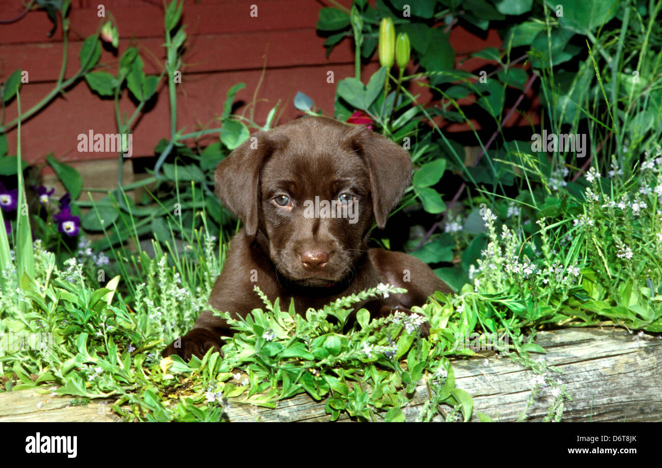 Portrait of Labrador retriever Stock Photo - Alamy
