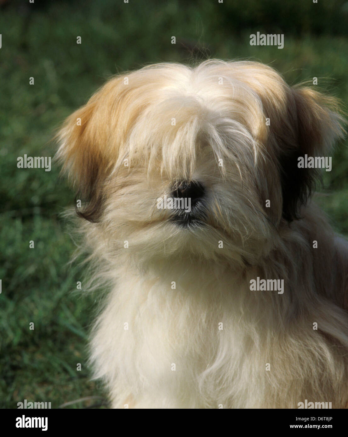 Portrait of Lhasa apso Stock Photo - Alamy