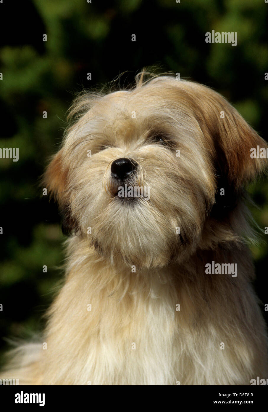 Portrait of Lhasa apso Stock Photo - Alamy