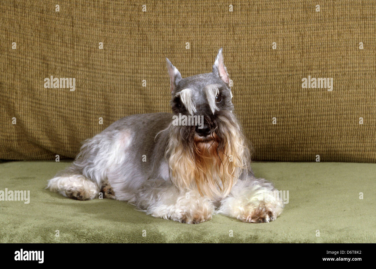 Miniature schnauzer dog lying down hi-res stock photography and images ...