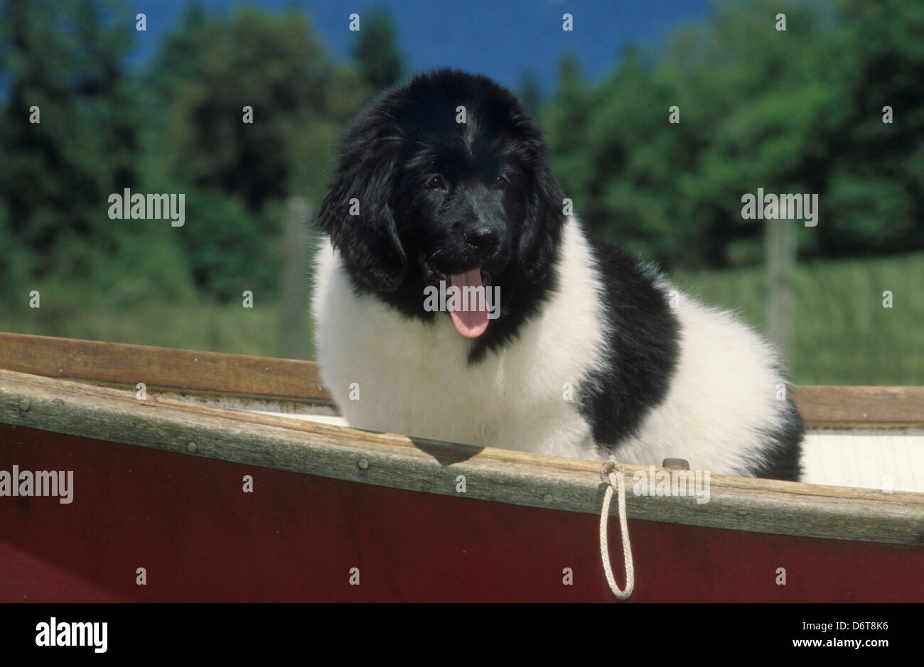 Newfoundland on boat Stock Photo - Alamy
