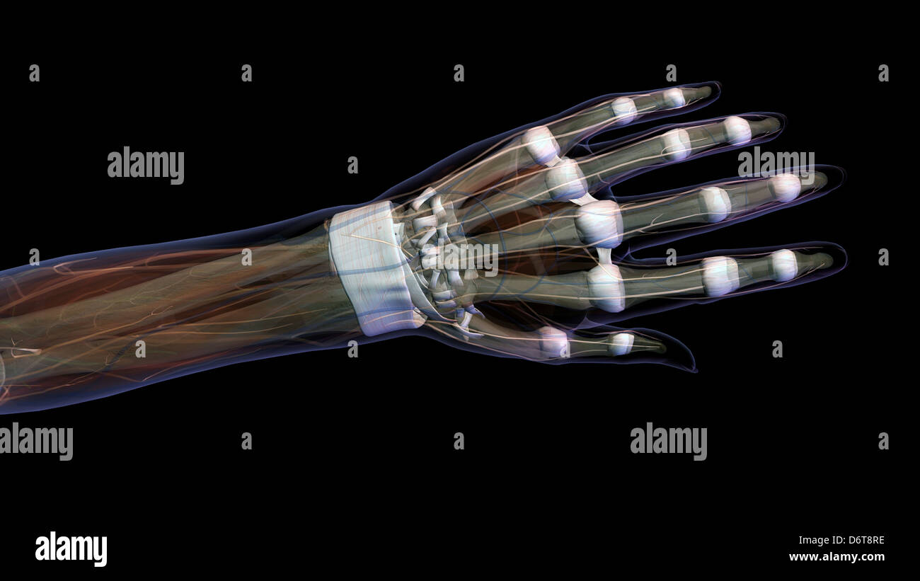 Connective tissue female hand wrist anatomy Female hand wrist anatomy ...