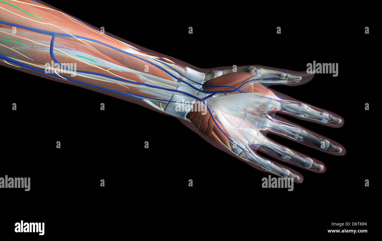 Female palm and wrist anatomy, palm, anterior view, Full color on black ...