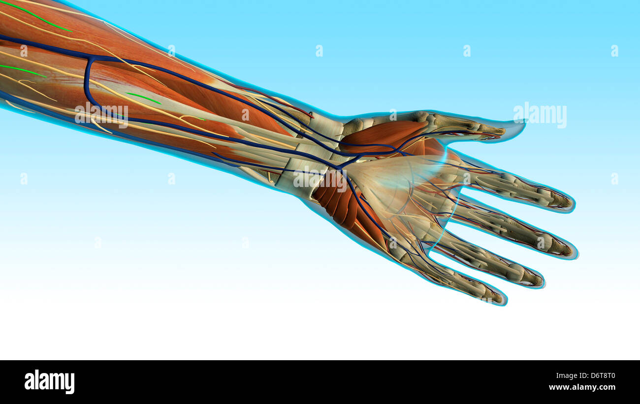 Female palm and wrist, anterior view, xray skin, detailed anatomy, full ...