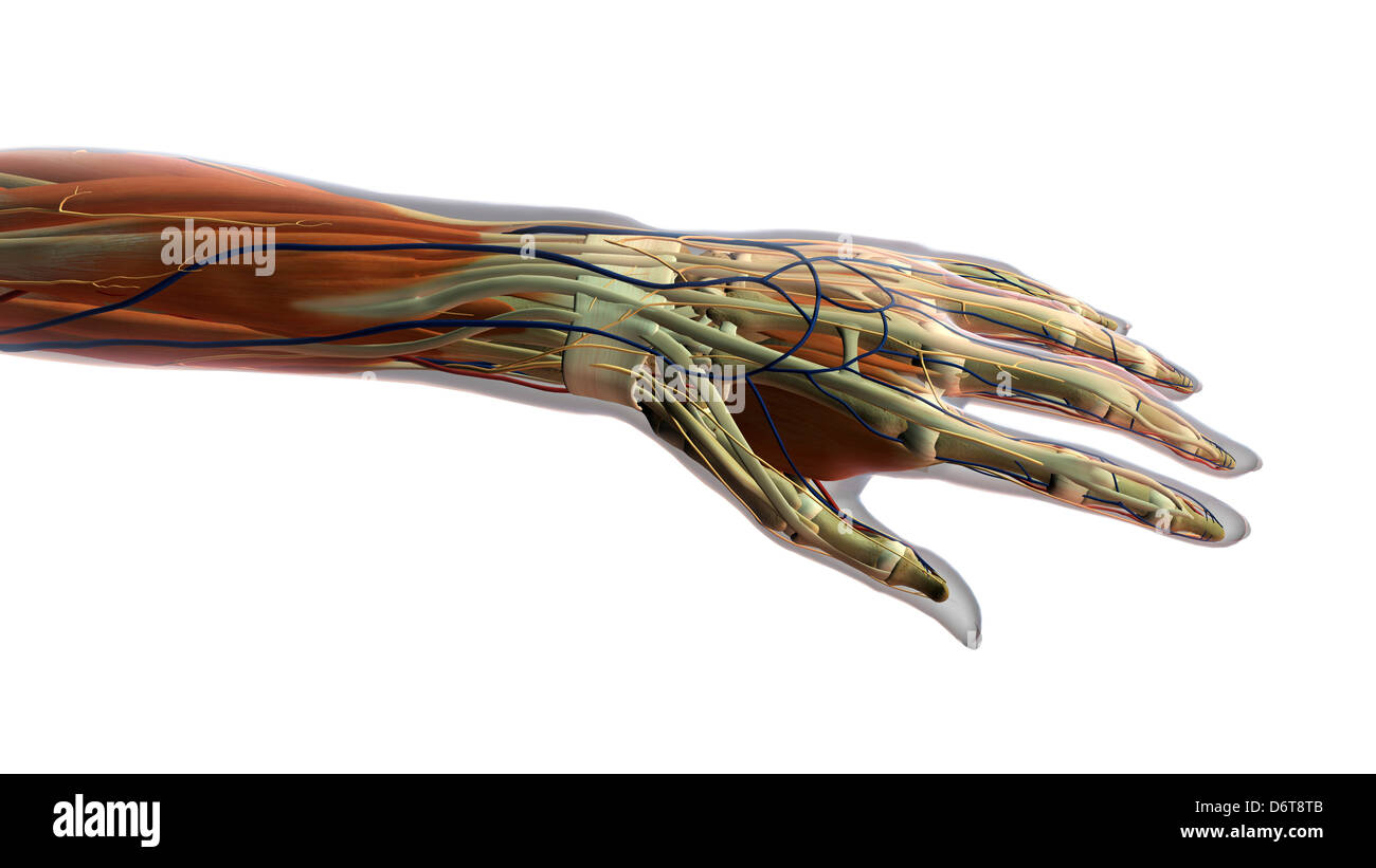 Human wrist anatomy xray view hi-res stock photography and images - Alamy