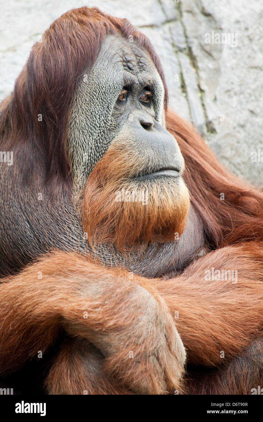Zoo old hi-res stock photography and images - Alamy