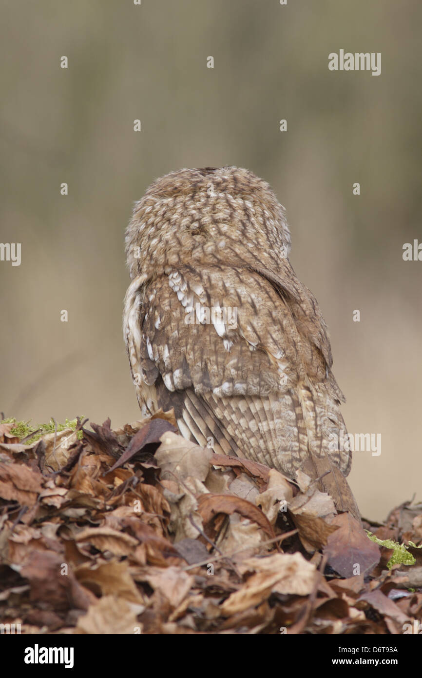 Tawny Owl Strix aluco adult male rear view standing amongst fallen ...