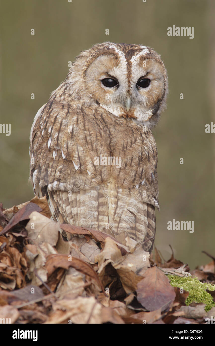 Tawny Owl Strix aluco adult male looking over shoulder standing amongst ...