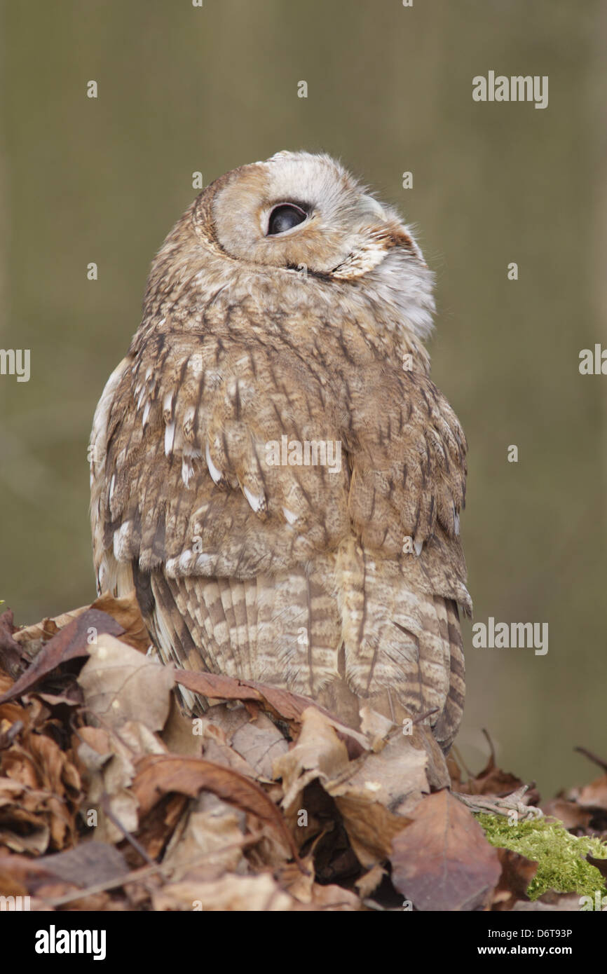 Tawny Owl Strix aluco adult male looking upwards standing amongst ...