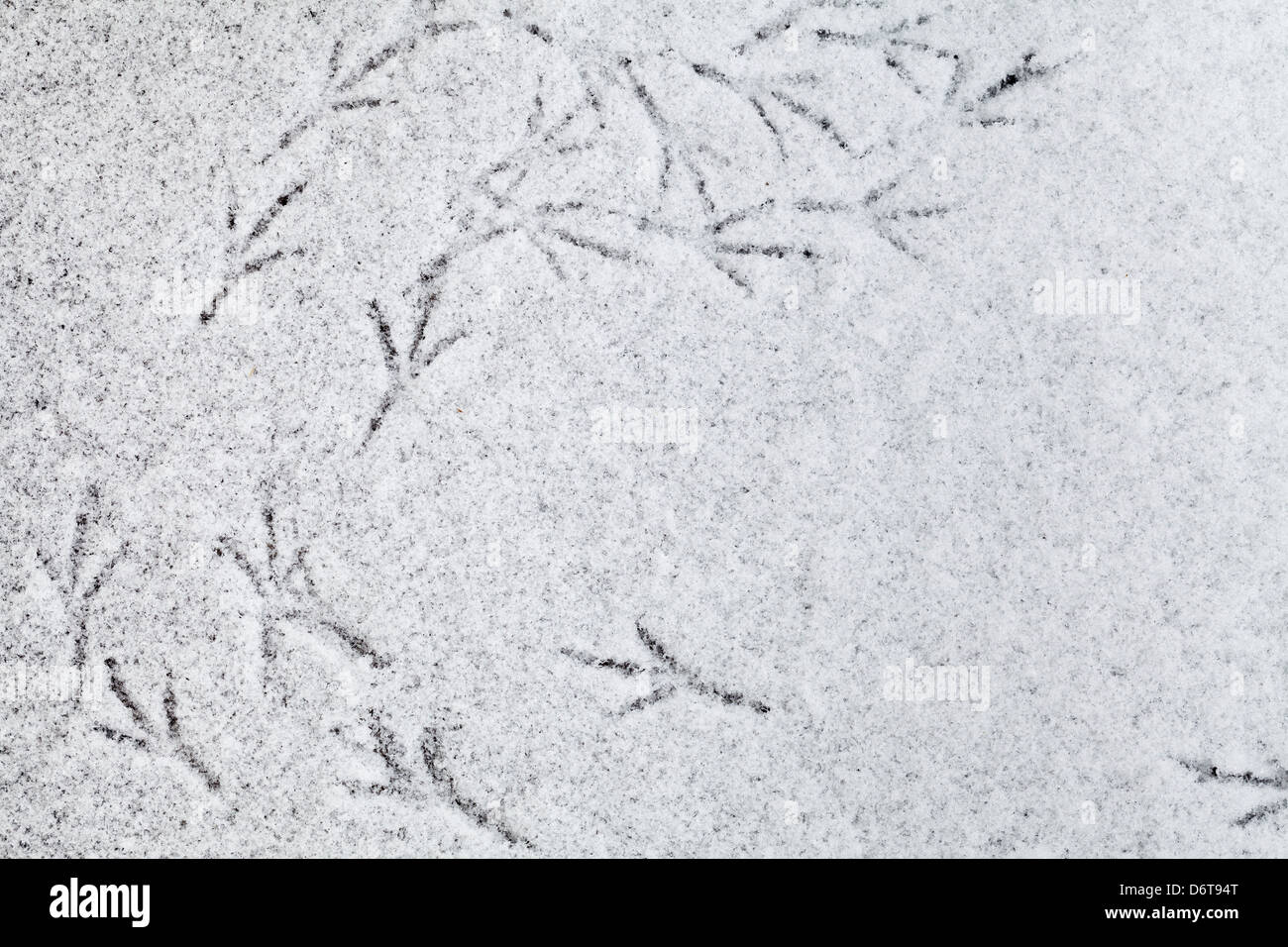 Detail of bird tracks in snow Stock Photo - Alamy