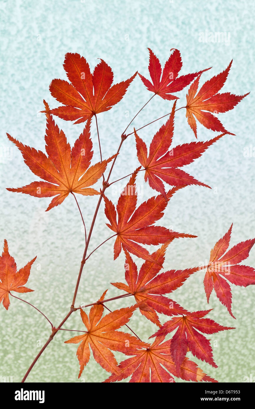 Maple tree branch and snow covered window Stock Photo - Alamy
