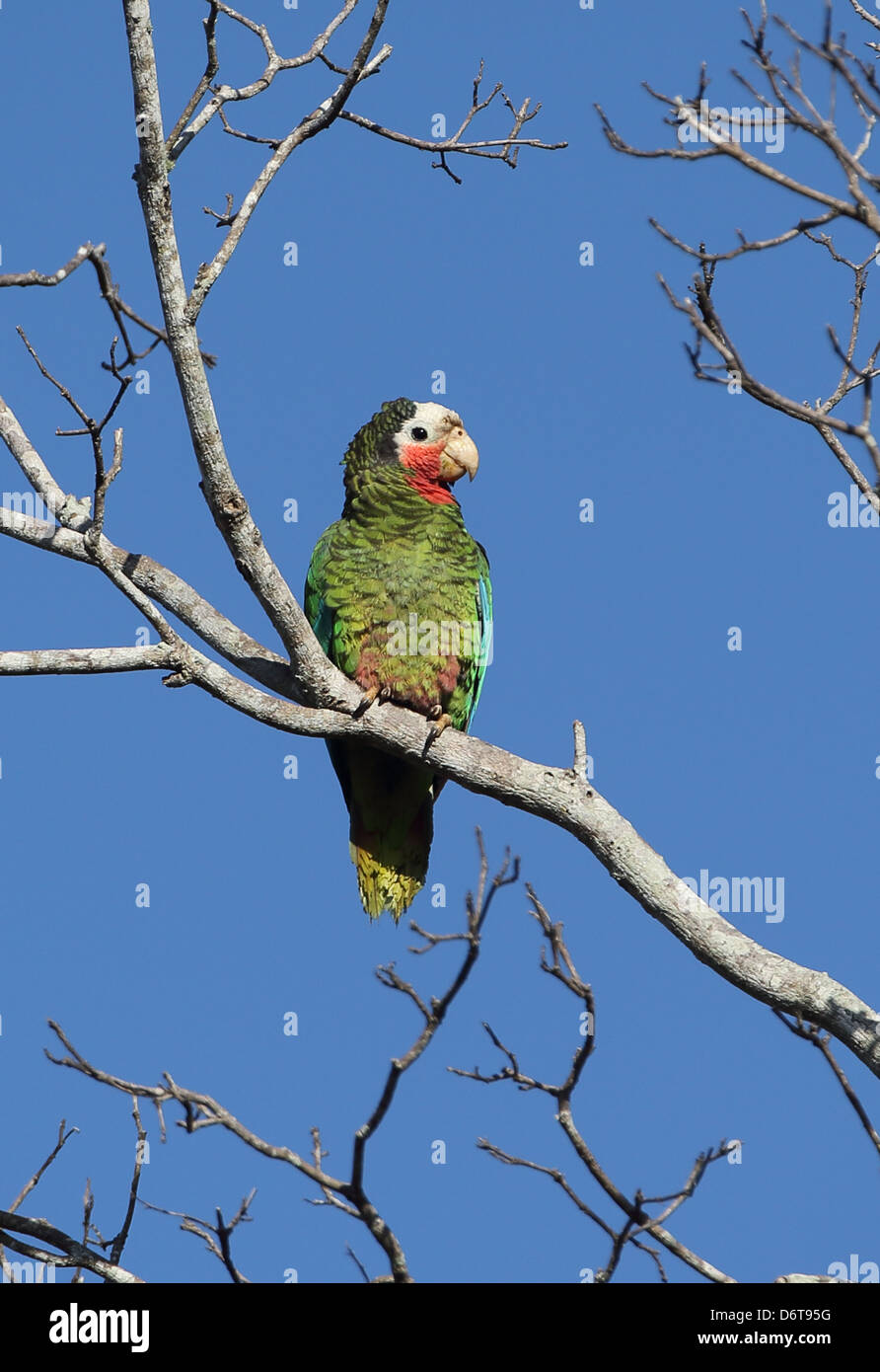 Cuban Parrot (Amazona leucocephala leucocephala) adult, perched on bare ...