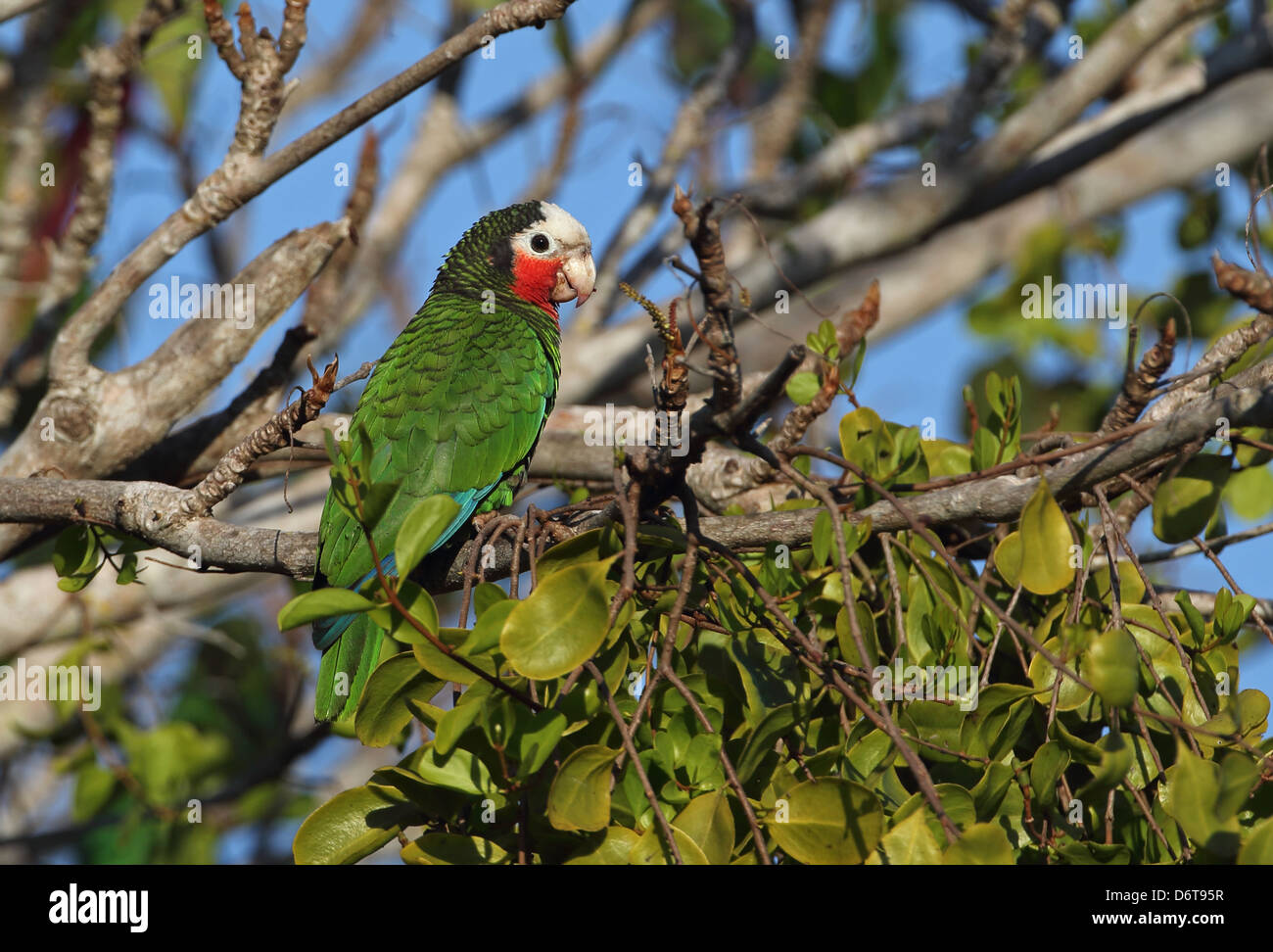 Cuban parrot hi-res stock photography and images - Alamy