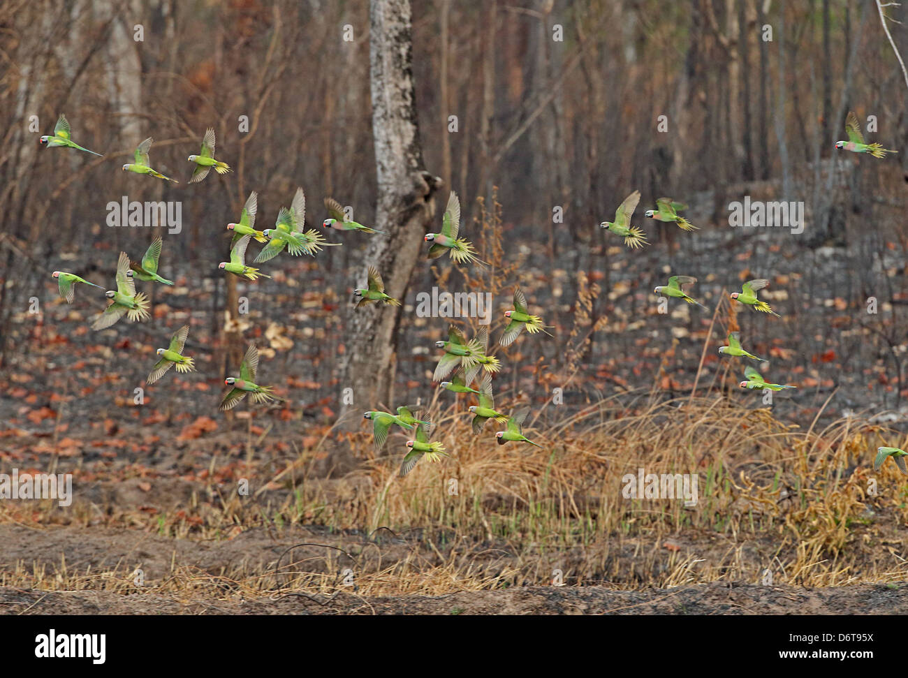 Red-breasted Parakeet Psittacula alexandri fasciata Blossom-headed ...
