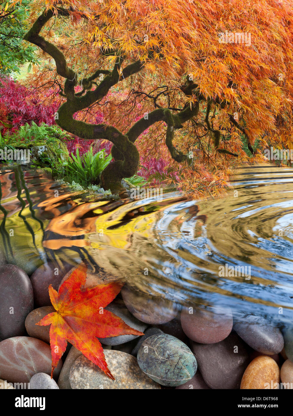 Stones, rippled pool and Japanese Maple Tree (digital composite Stock ...