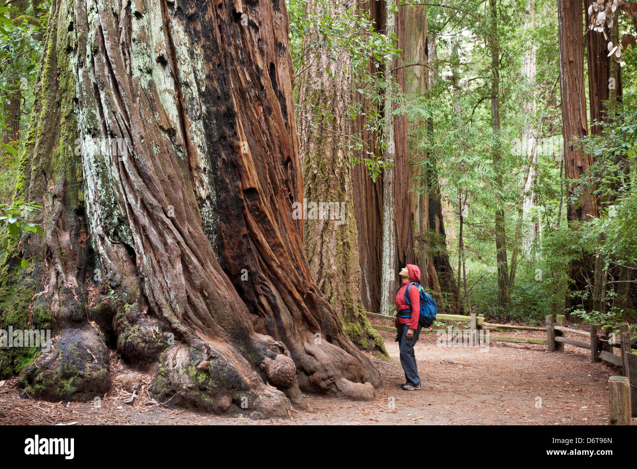 USA, California, Woman viewing Redwood tree, Big Basin Redwood State ...