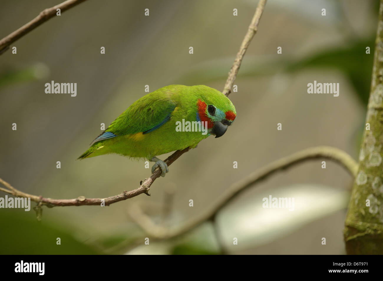 Fig parrot hi-res stock photography and images - Alamy