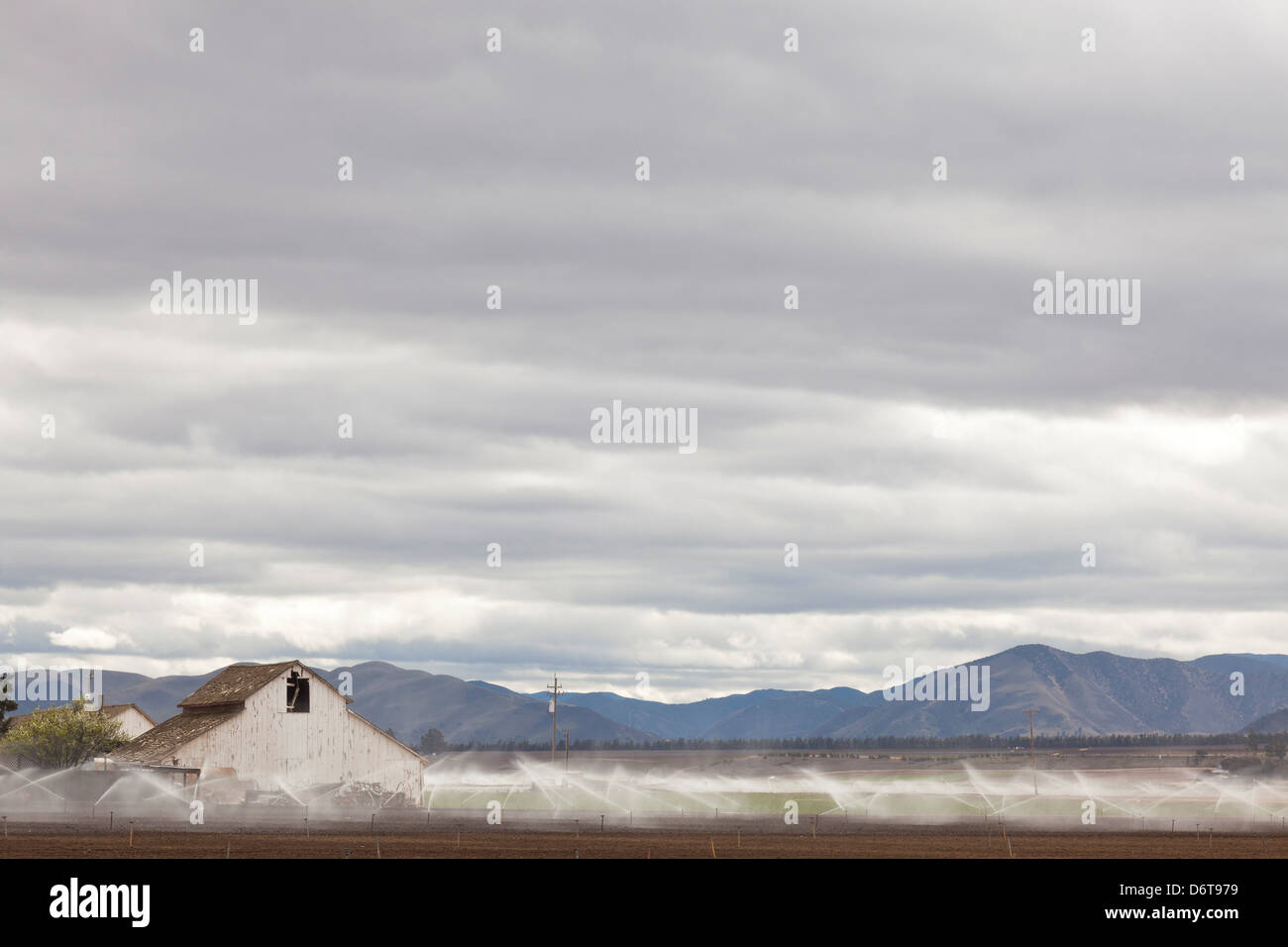 USA, California, Soledad, Field of cabbage Stock Photo - Alamy
