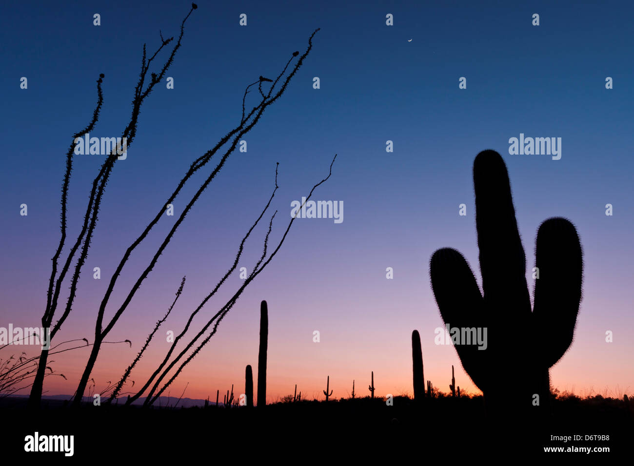 USA, Arizona, Tucson, Saguaro National Park, Rincon Mountain District ...