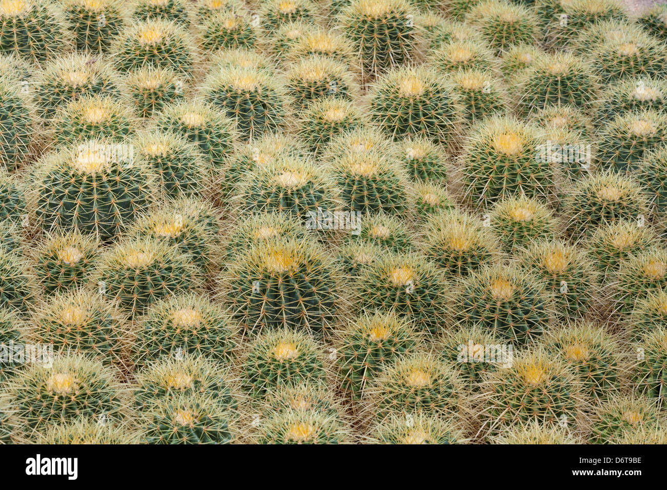 USA, Arizona, Tucson, Cactus at Bach's Cactus Nursery Stock Photo - Alamy