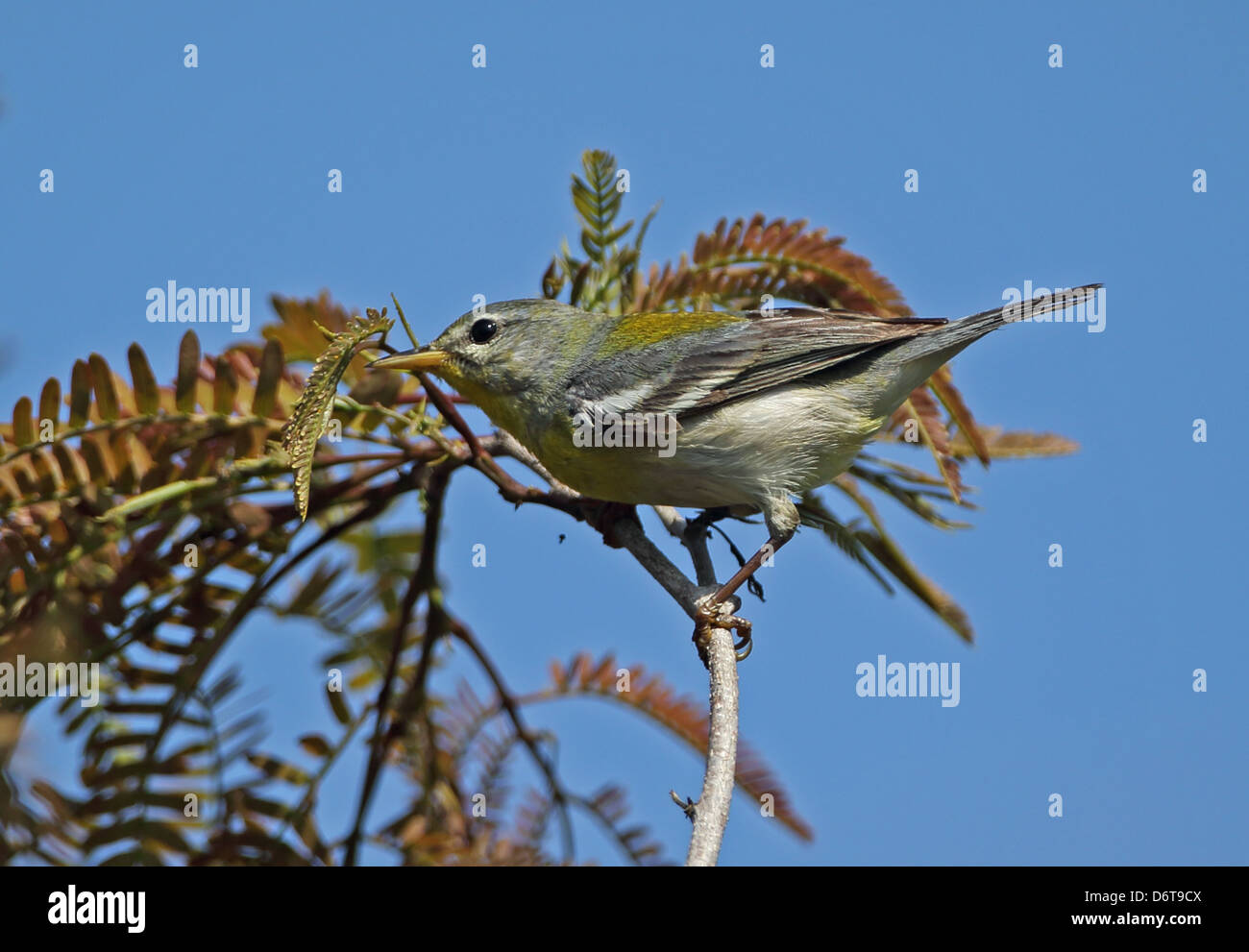 Northern parulas hi-res stock photography and images - Alamy