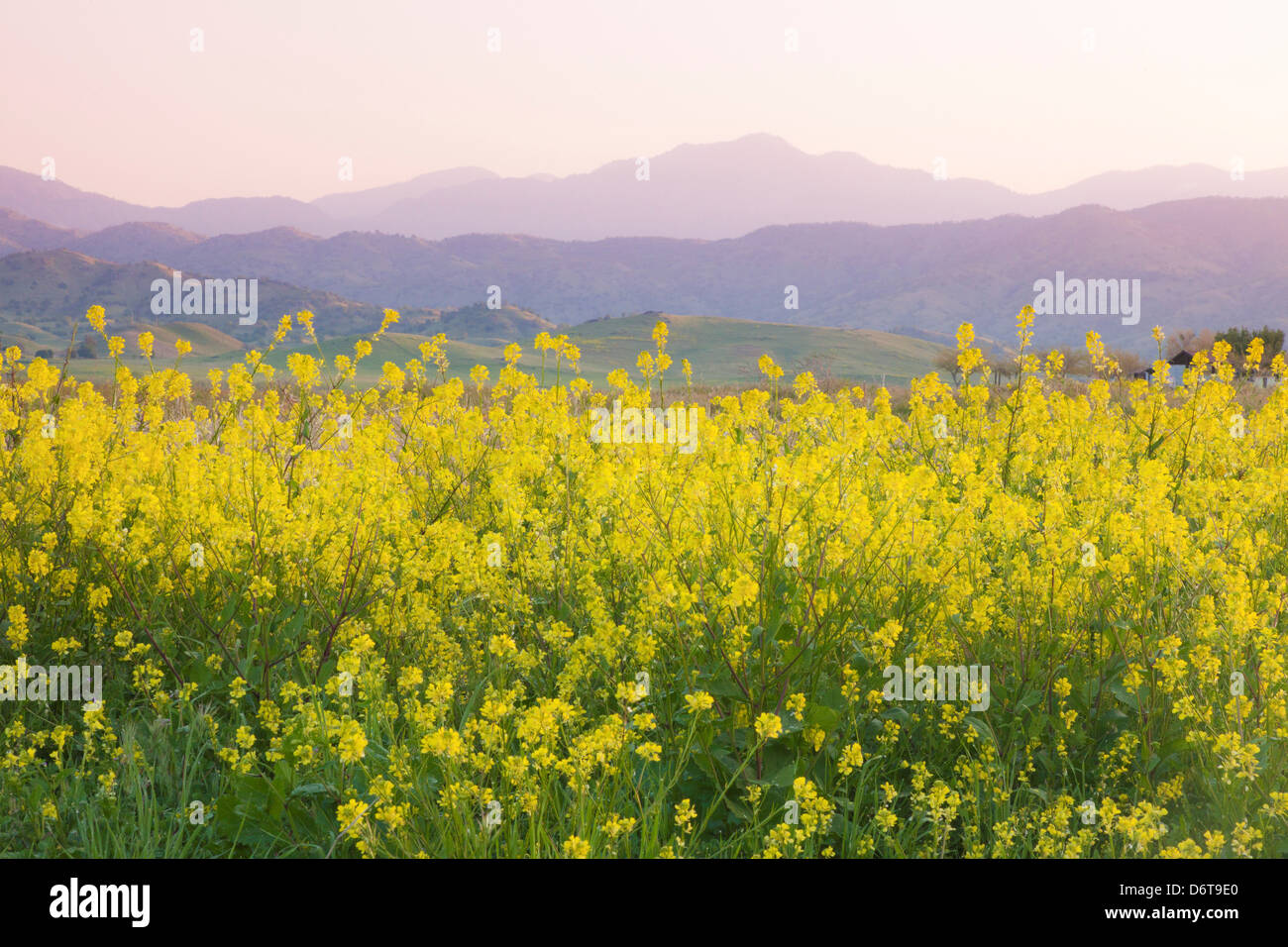 USA, California, Porterville, Lake Success, Landscape with meadow Stock ...